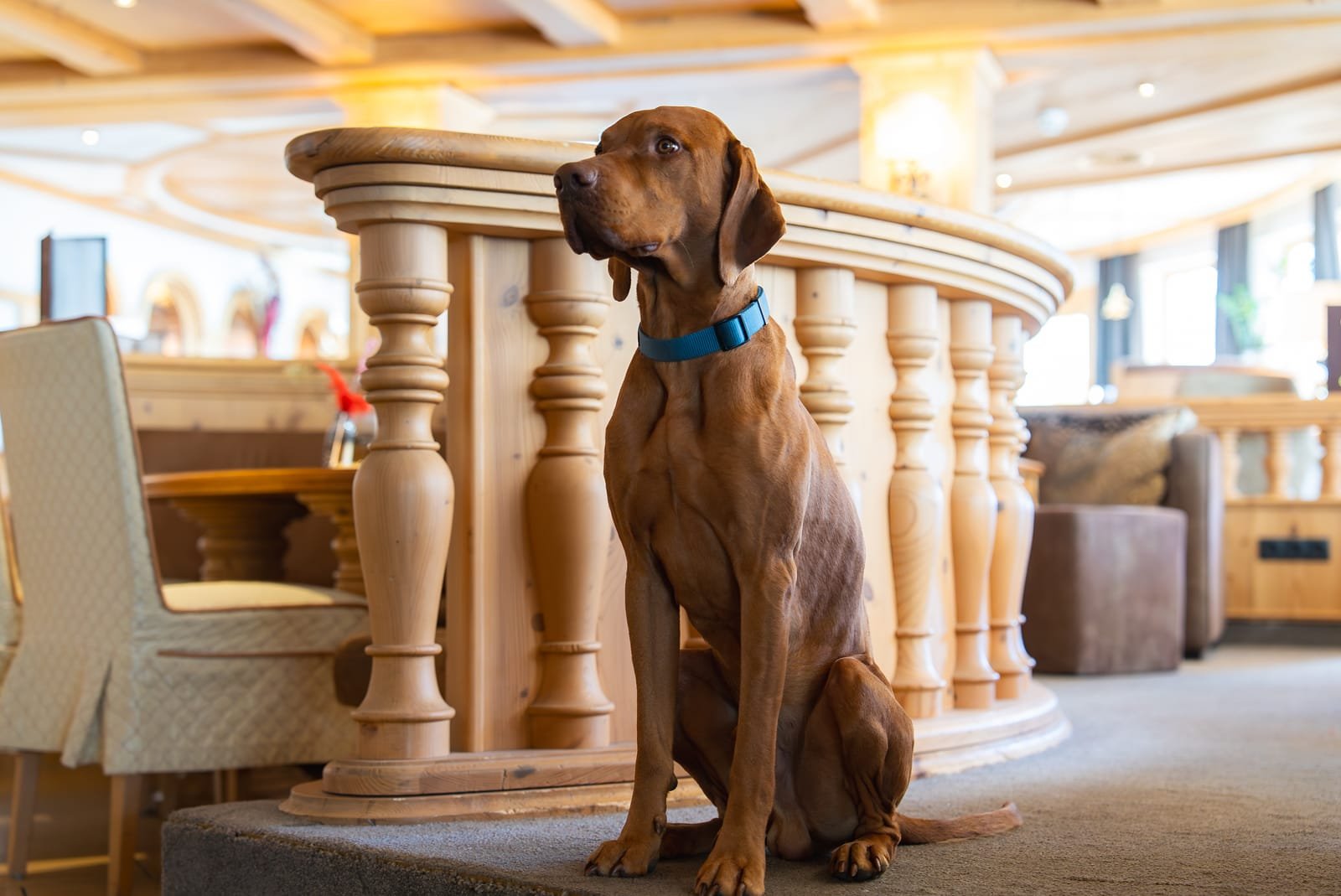 Luxury Dog-Friendly Decor: Furniture for the Modern Home